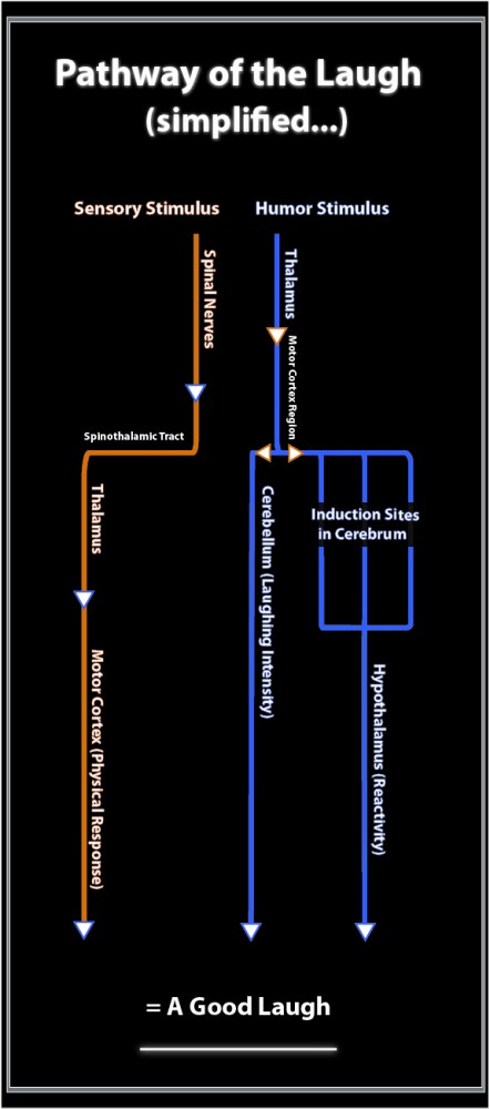Scientists Just Don’t Get It: The Complexities of Laughter – The Quad