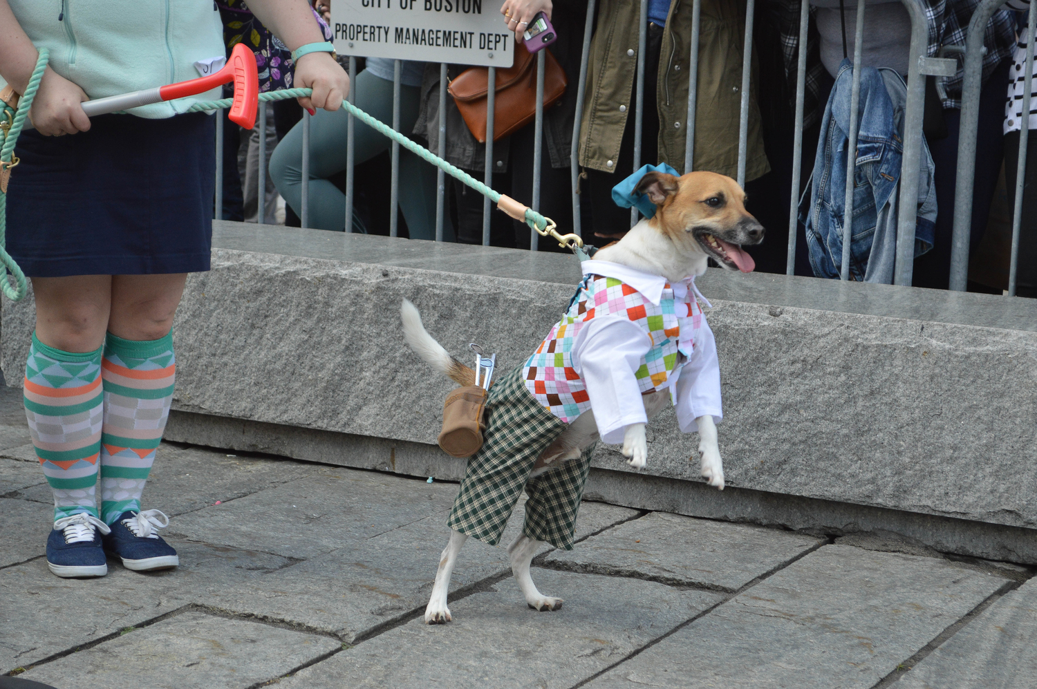 Pets Parade Their Costumes at the Annual Faneuil Hall Pet Parade – The Quad